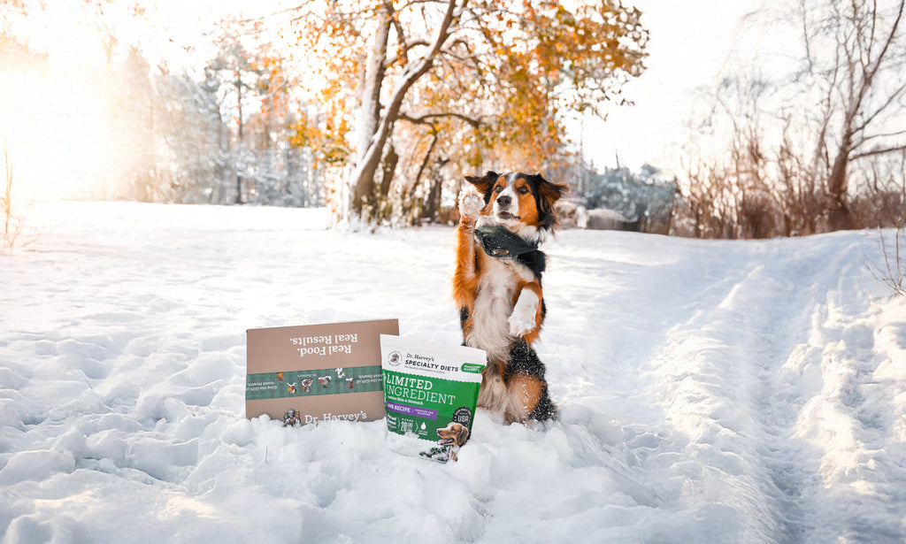 5 Realistic Wellness Goals for Your Dog This Year – Dr. Harvey's